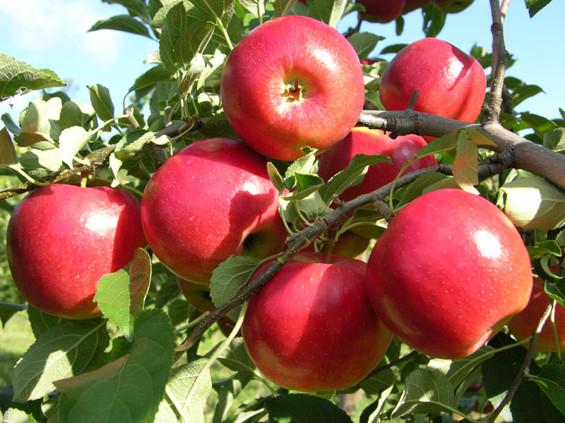 Envy Apple tree plants - HITECH AGRI PLANT