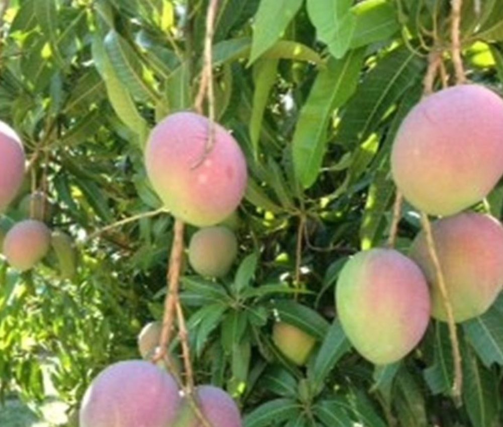 HITech Agri Plant Company Provide Mango Hybrid Plants 7408570999