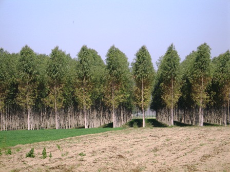 Eucalyptus Hybrid 20 Plants - HITECH AGRI PLANT Hamirpur