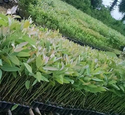 Eucalyptus Hybrid 20 Plants - HITECH AGRI PLANT Hamirpur