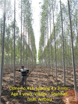 Eucalyptus Hybrid 20 Plants - HITECH AGRI PLANT Hamirpur