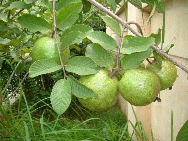 Guava Hybrid 10 Plants in Lucknow, Hamirpur, Kanpur 7408570999