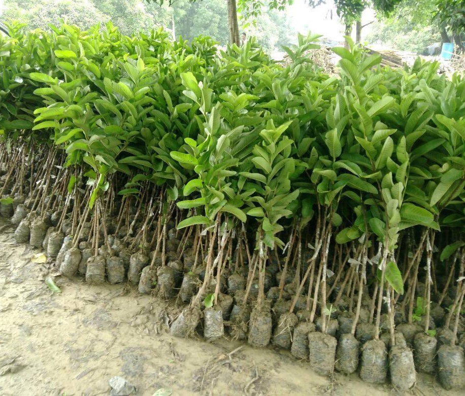 Guava Hybrid 10 Plants in Lucknow, Hamirpur, Kanpur 7408570999