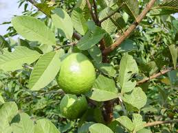 Guava Hybrid 10 Plants in Lucknow, Hamirpur, Kanpur 7408570999