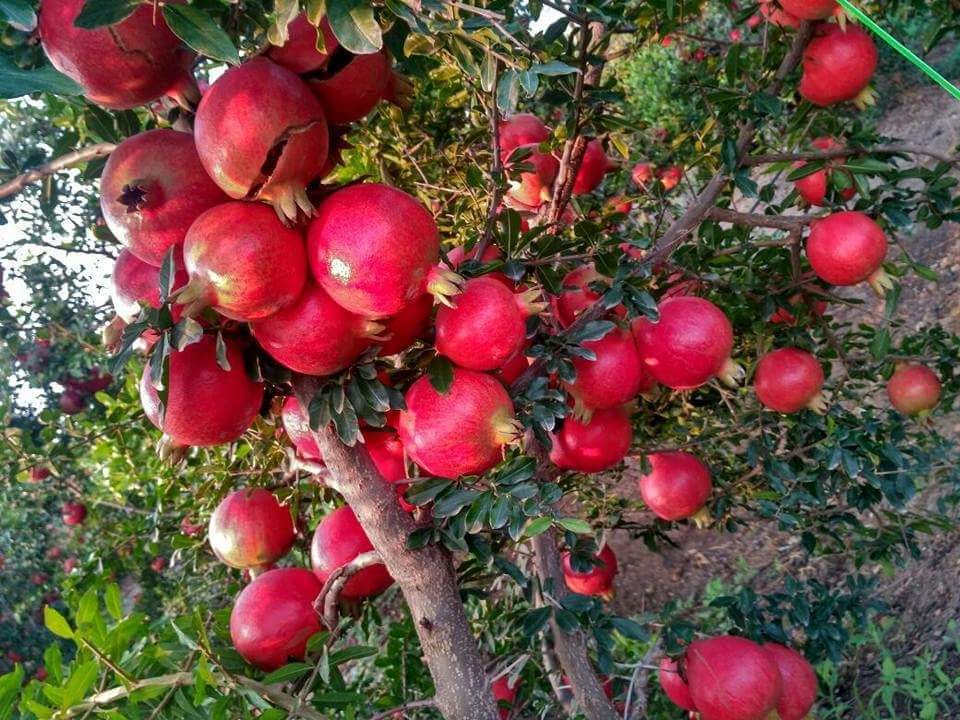 Kanpur Anar Hybrid 10 Plant - HITECH AGRI PLANT 7408570999